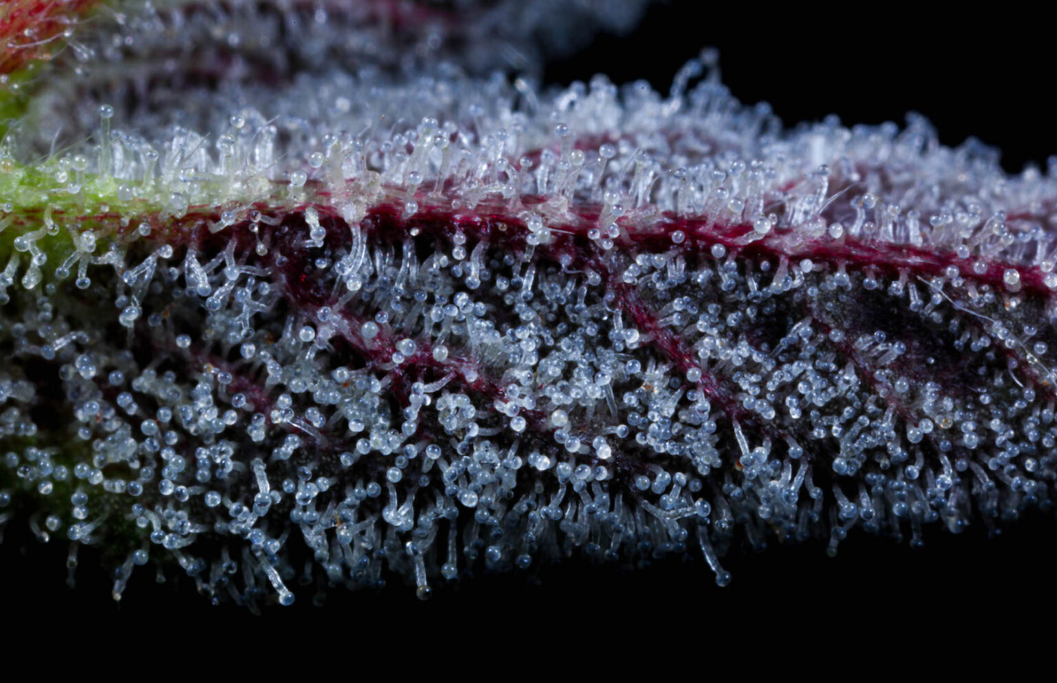 Bloom County: Colorado’s Home Town Cannabis Retailer – We pride ...