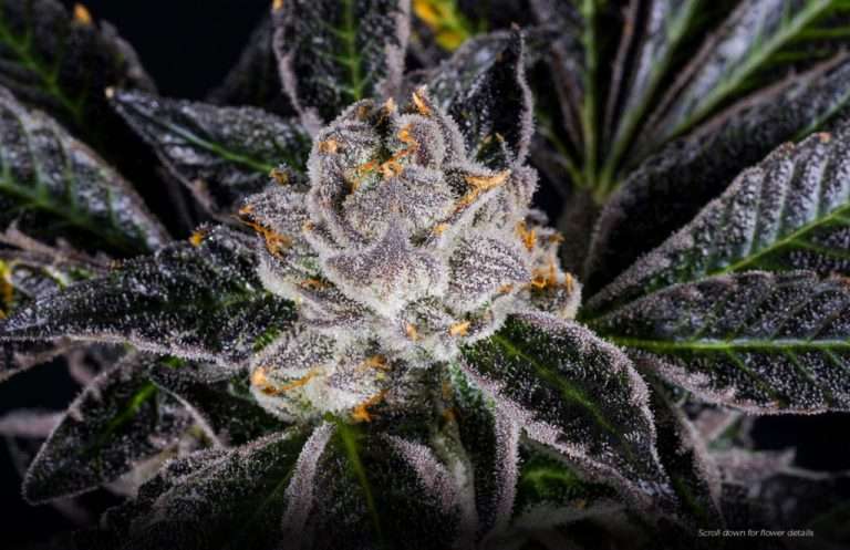 Strains – Bloom County Colorado
